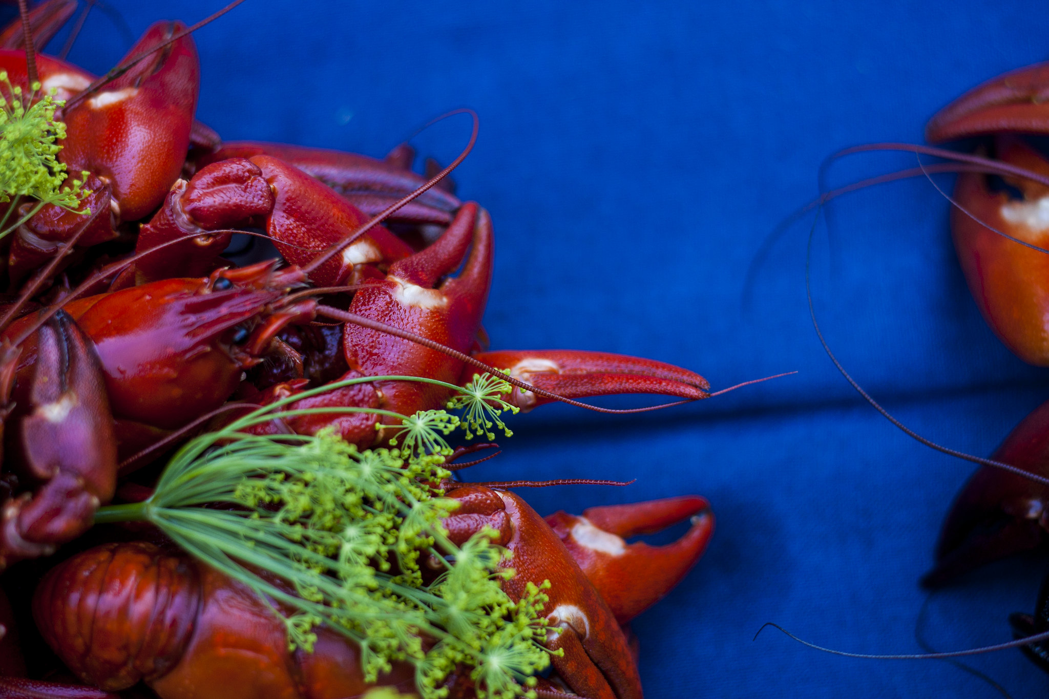 Crayfish Culture - Strangers Guide